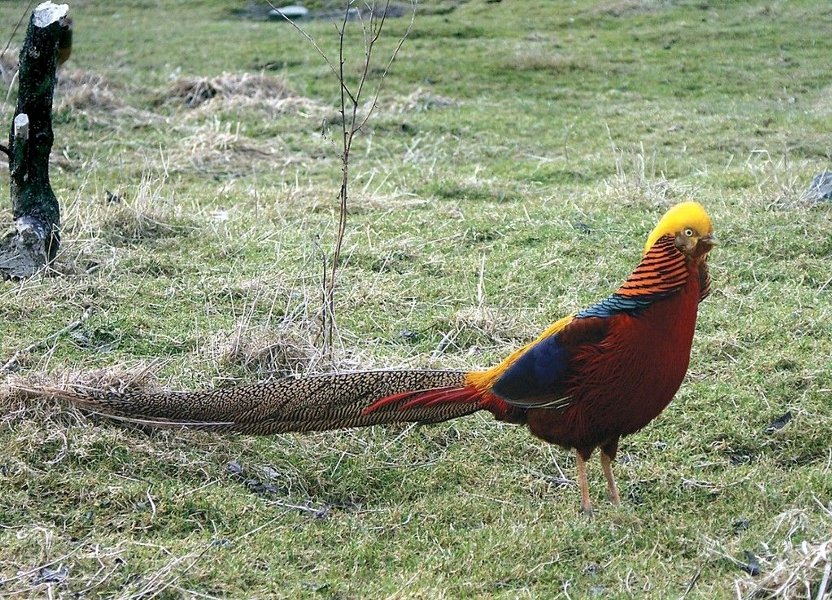 ptice - Hrvatska enciklopedija